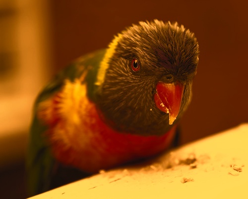 PHP Imagick - haldClutImage